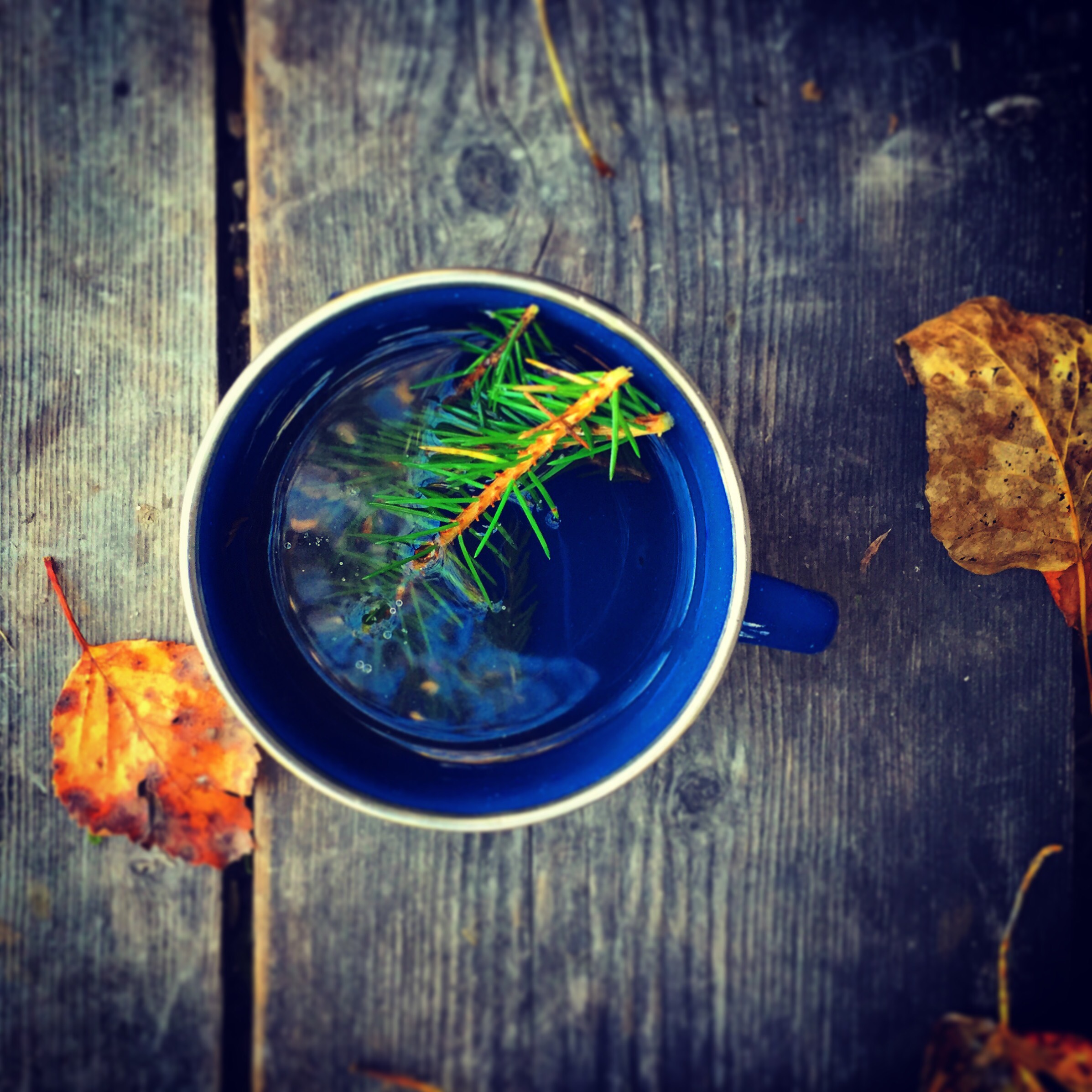 Food & Drink: Conifer Needle Tea – the rewild